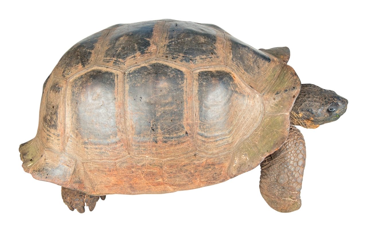 Chelonoidis microphyes (Volcán Darwin giant tortoise) – The Turtle Hub