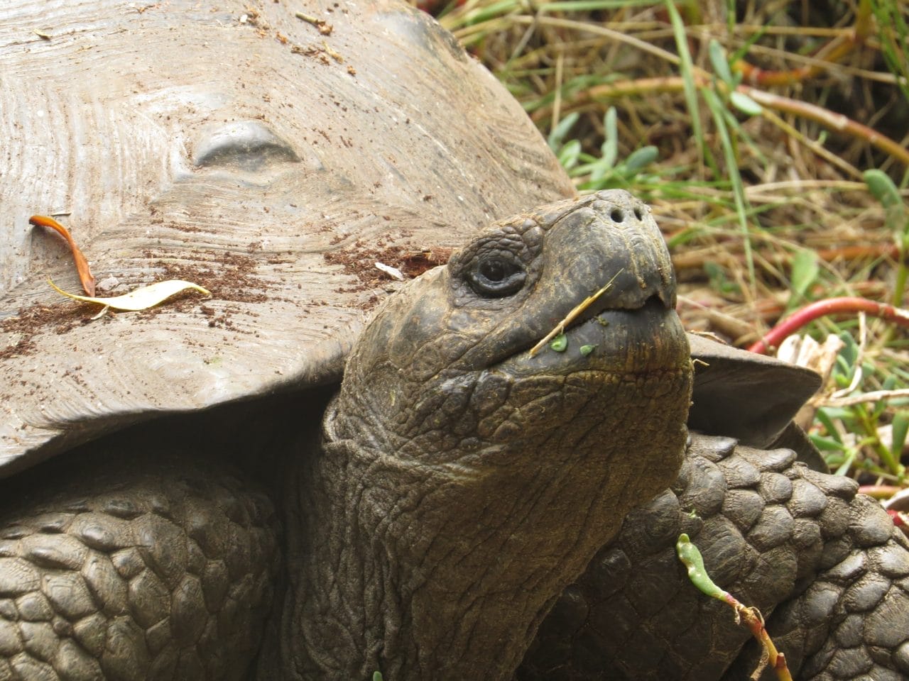 Chelonoidis abingdonii (Pinta Island Tortoise) – The Turtle Hub