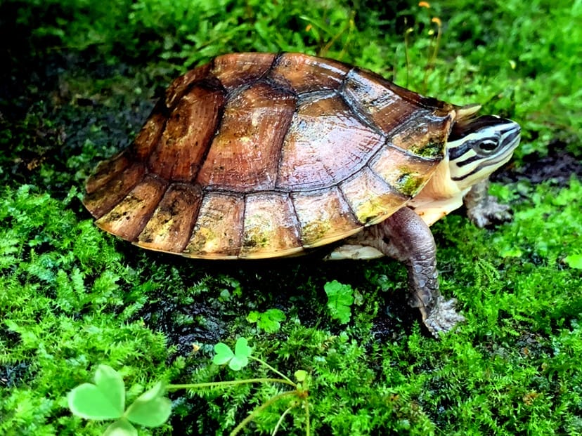 Cuora – The Turtle Hub