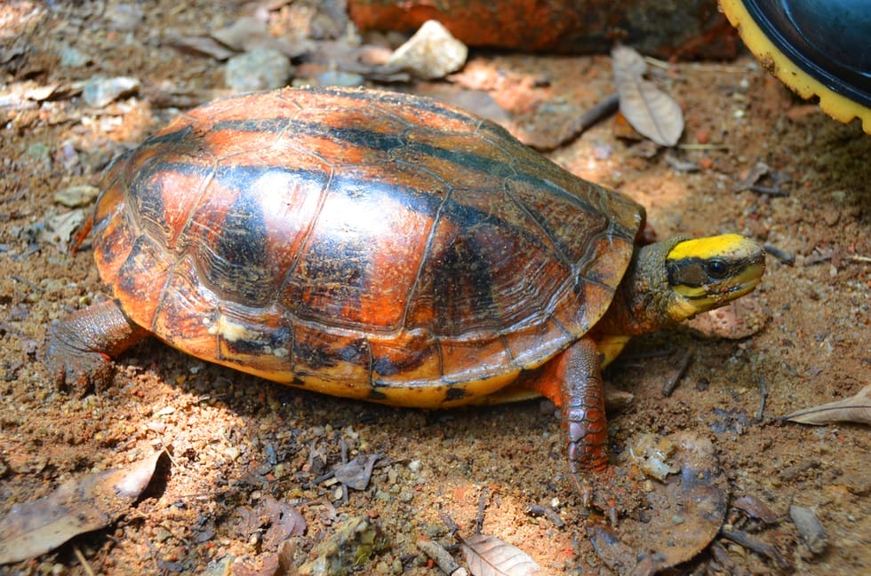 Cuora – The Turtle Hub