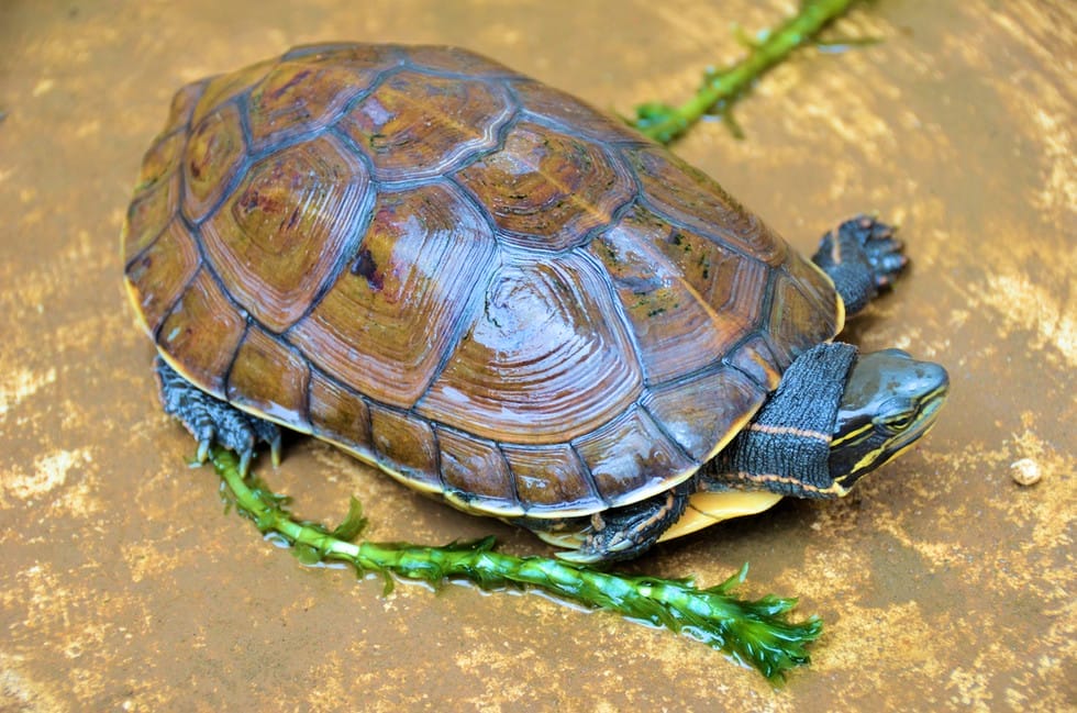 Cuora flavomarginata (Chinese box turtle) – The Turtle Hub