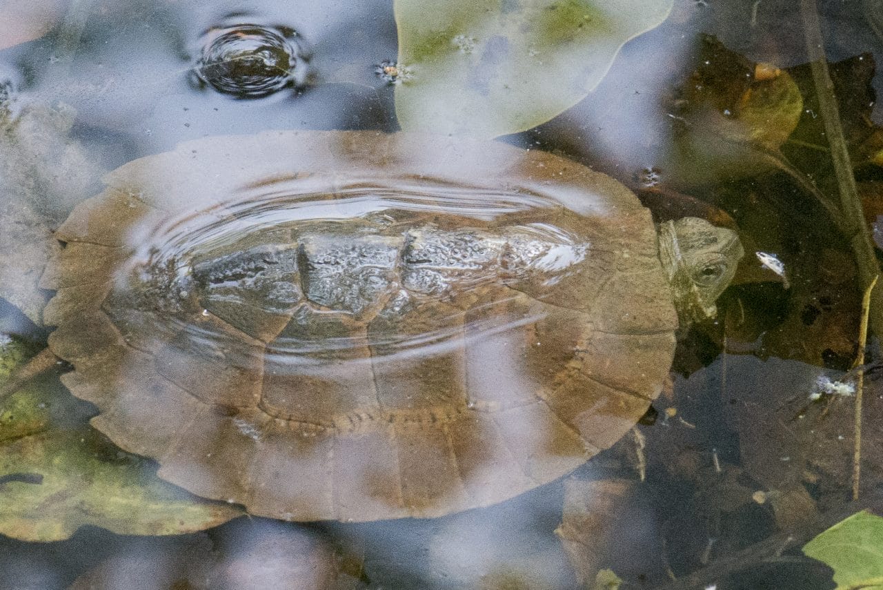 Cyclemys gemeli (Assam leaf turtle) – The Turtle Hub