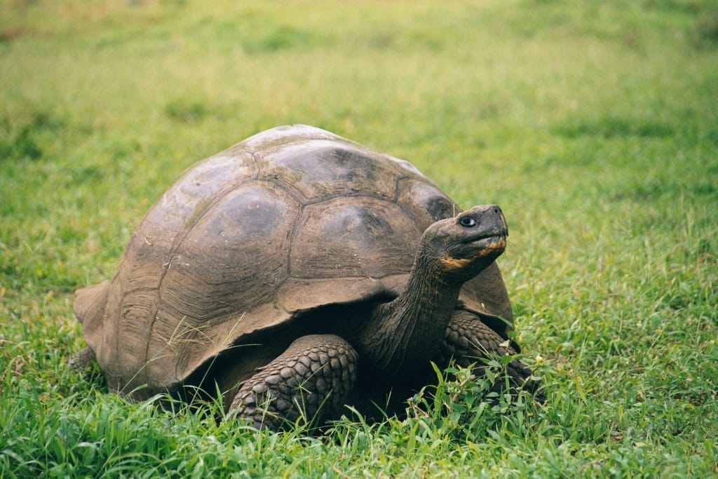 8 Tortoise Shell Types That Prove Nature Doesn’t Do Boring – The Turtle Hub