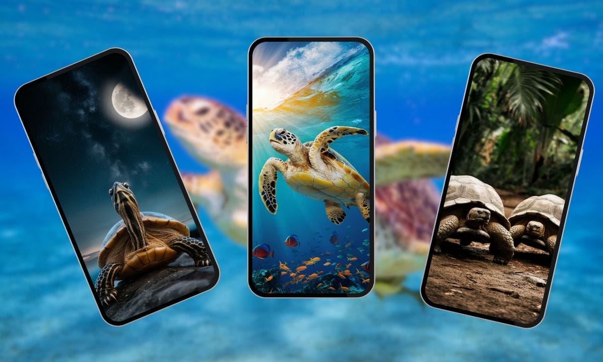 30 Best Turtle & tortoise Wallpapers for iPhone in 2024 (Free hD download) – The Turtle Hub