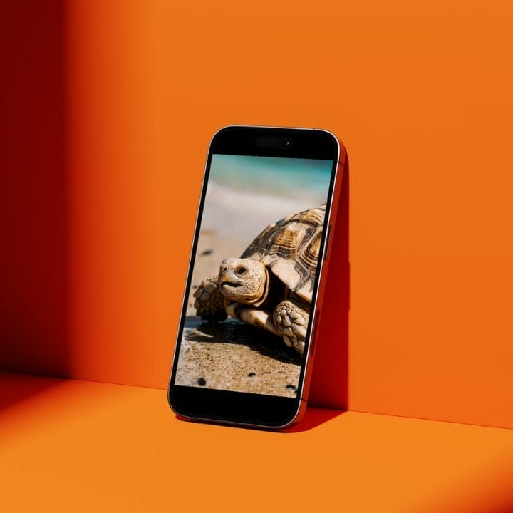 30 Best Turtle & tortoise Wallpapers for iPhone in 2024 (Free hD ...