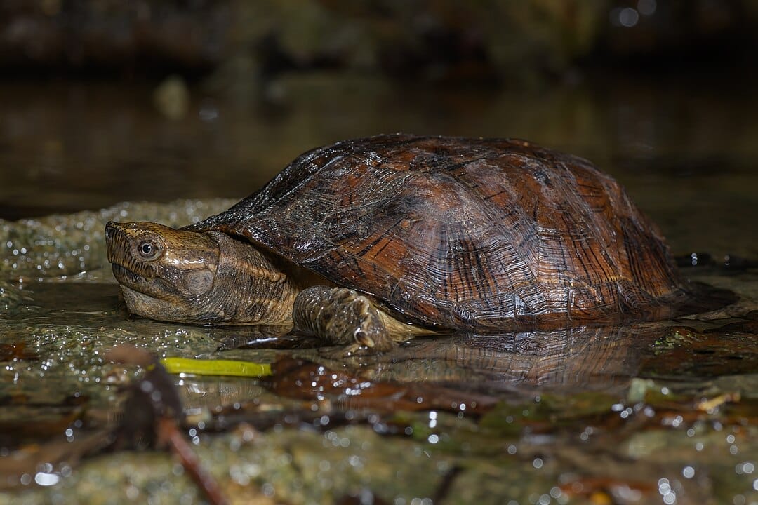 Cyclemys dentata (Asian leaf turtle) – The Turtle Hub