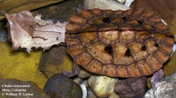 Chelus orinocensis (Orinoco Mata Mata) – The Turtle Hub