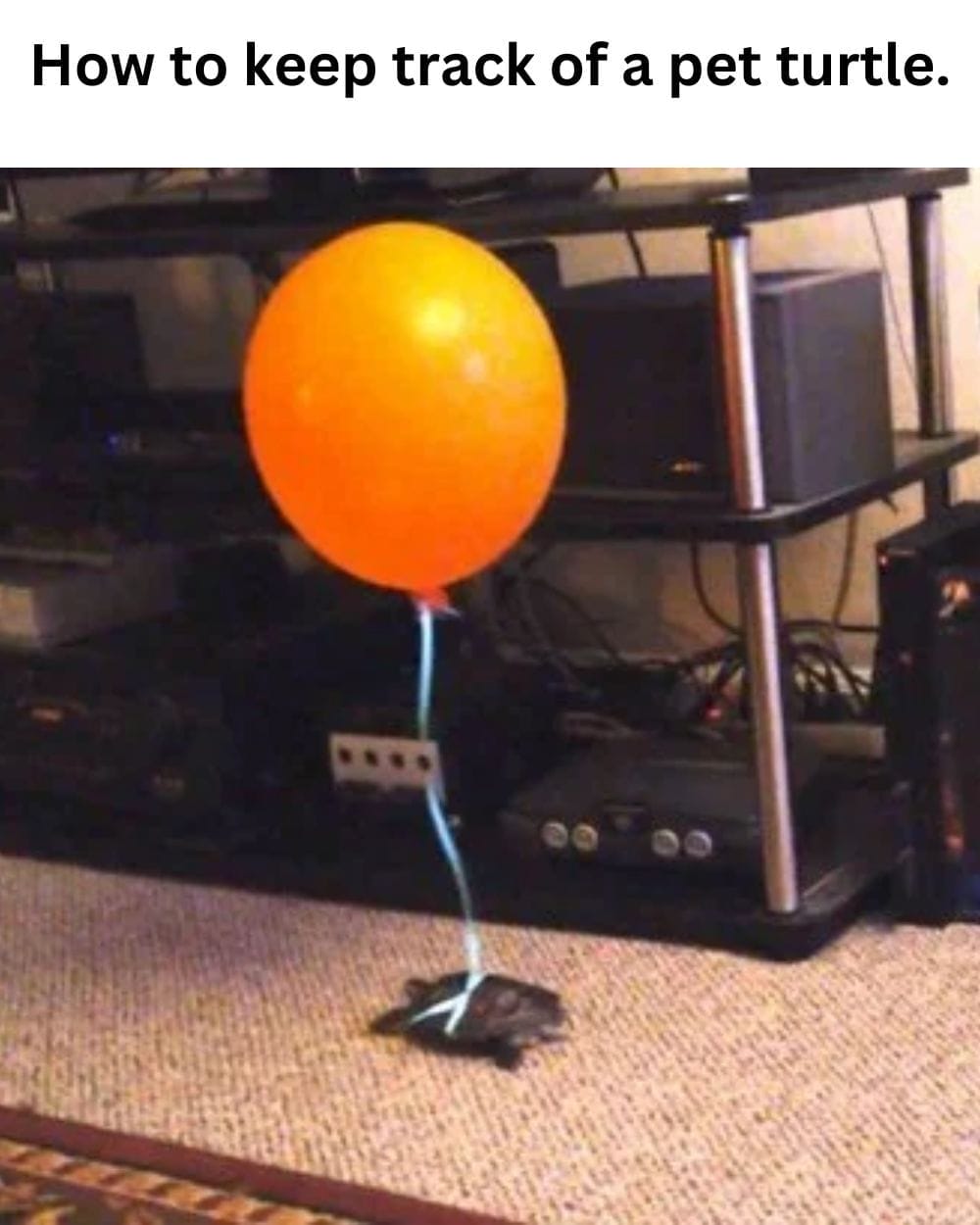 100 Funny Turtle Memes & AI Turtle Pics – The Turtle Hub