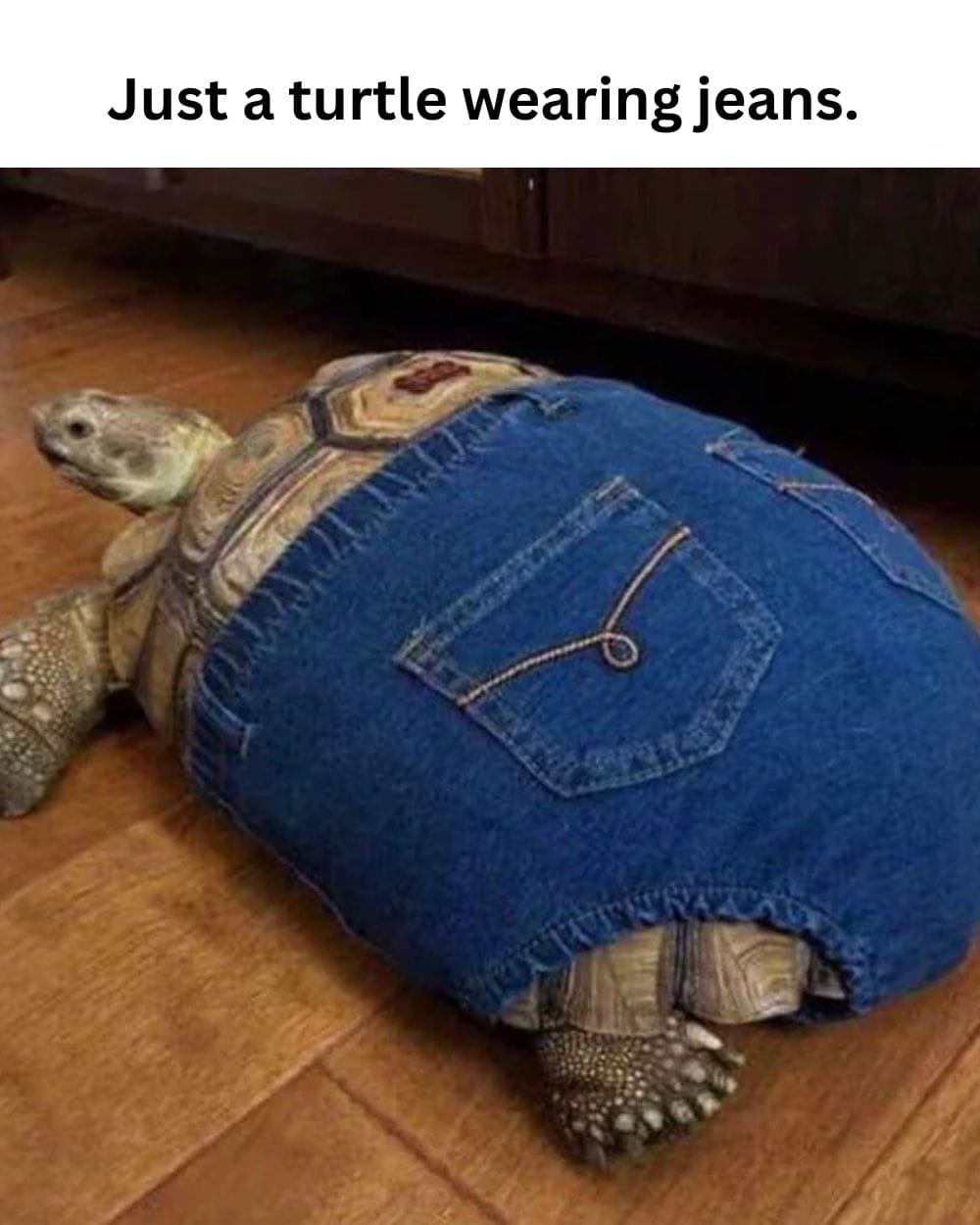 100 Funny Turtle Memes & AI Turtle Pics – The Turtle Hub