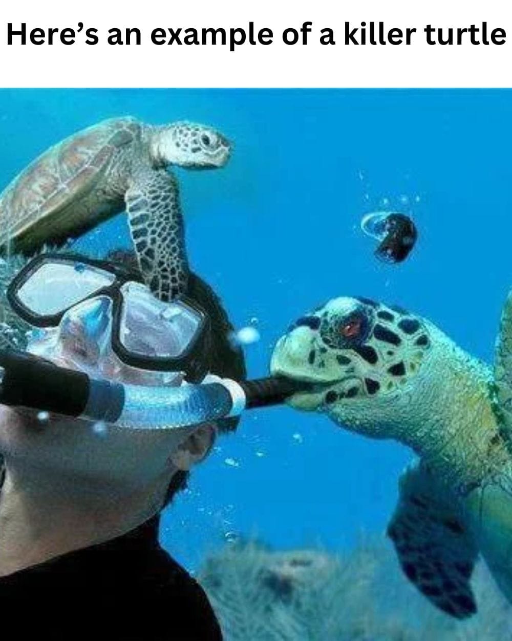 100 Funny Turtle Memes & AI Turtle Pics – The Turtle Hub