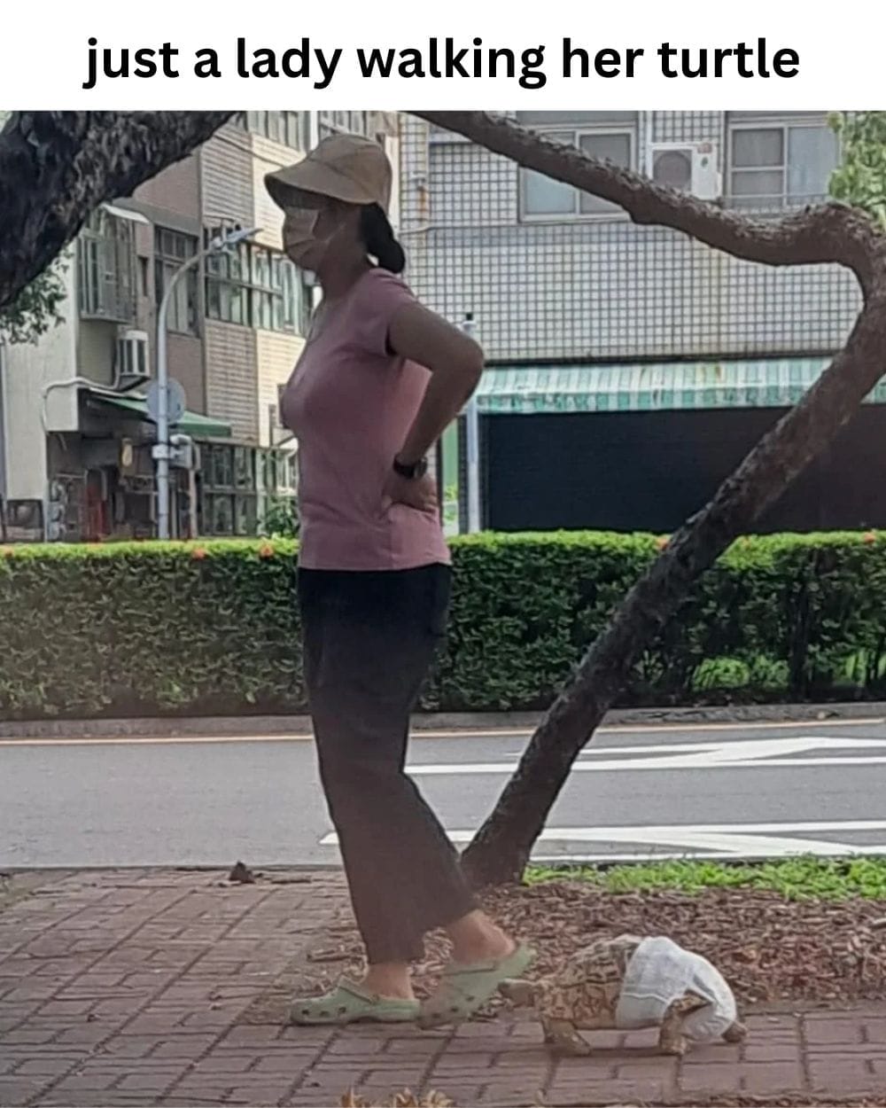 100 Funny Turtle Memes & AI Turtle Pics – The Turtle Hub