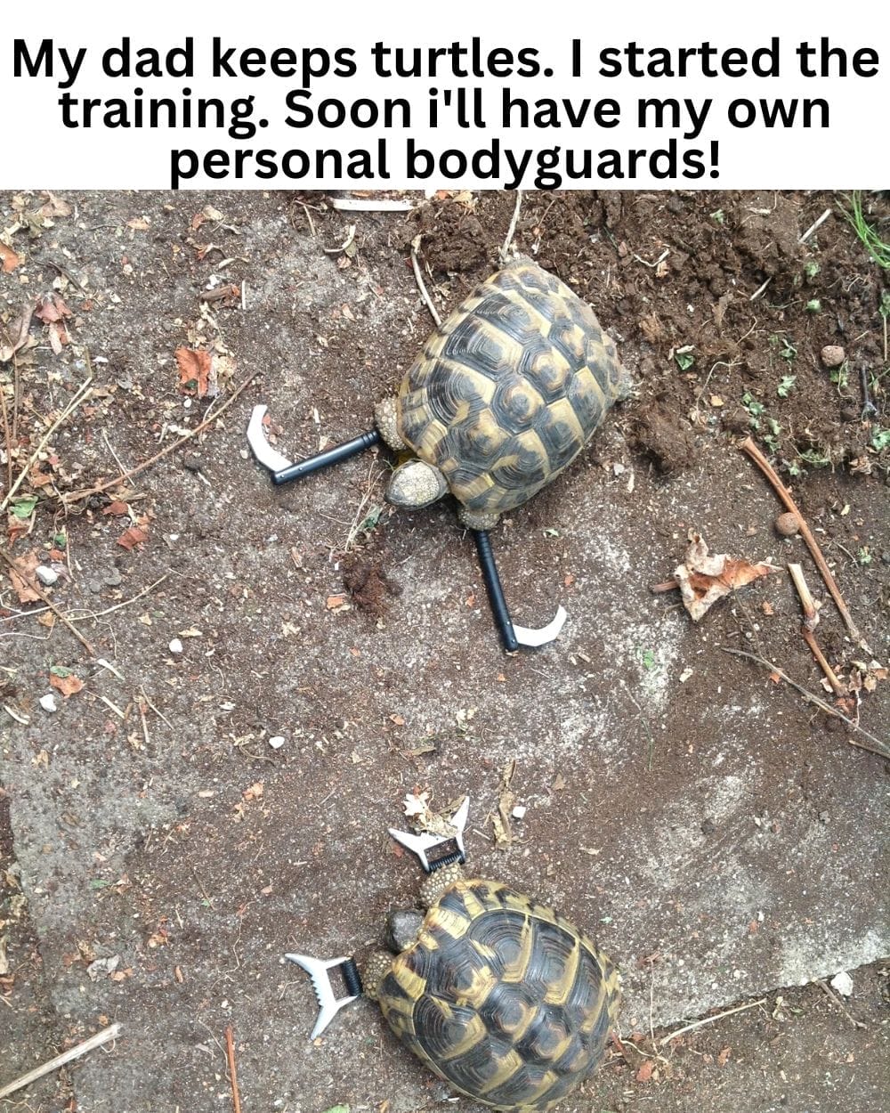 100 Funny Turtle Memes & AI Turtle Pics – The Turtle Hub