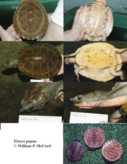 Elseya irwini (Irwin’s Snapping Turtle) – The Turtle Hub
