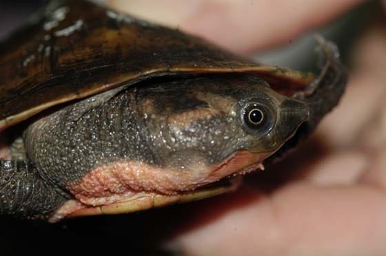 Elseya irwini (Irwin’s Snapping Turtle) – The Turtle Hub