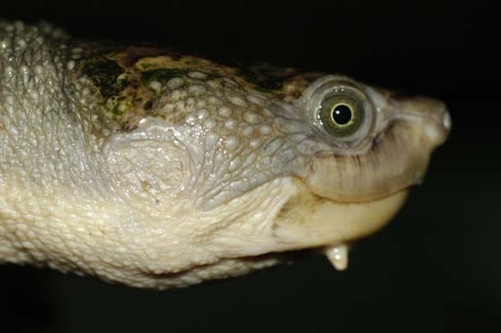 Elseya irwini (Irwin’s Snapping Turtle) – The Turtle Hub