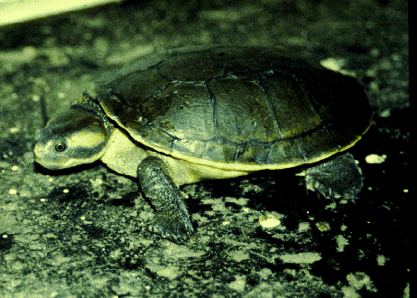 Emydura australis (Northern red-faced turtle) – The Turtle Hub