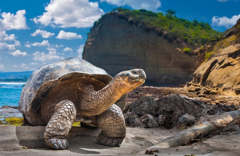 15 Incredible Turtle Facts That Will Amaze You! – The Turtle Hub