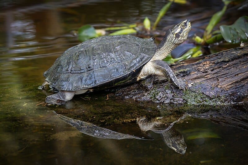 Heosemys spinosa (Spiny Turtle) – The Turtle Hub