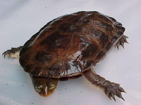 Hydromedusa tectifera (Argentine Snake-necked Turtle) – The Turtle Hub