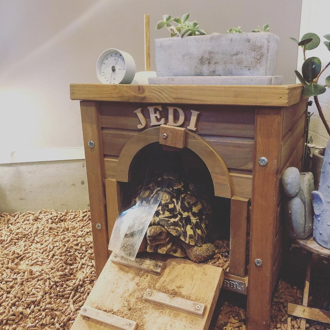 15 Genius Outdoor Tortoise Enclosure Ideas You Can Build in a Weekend ...