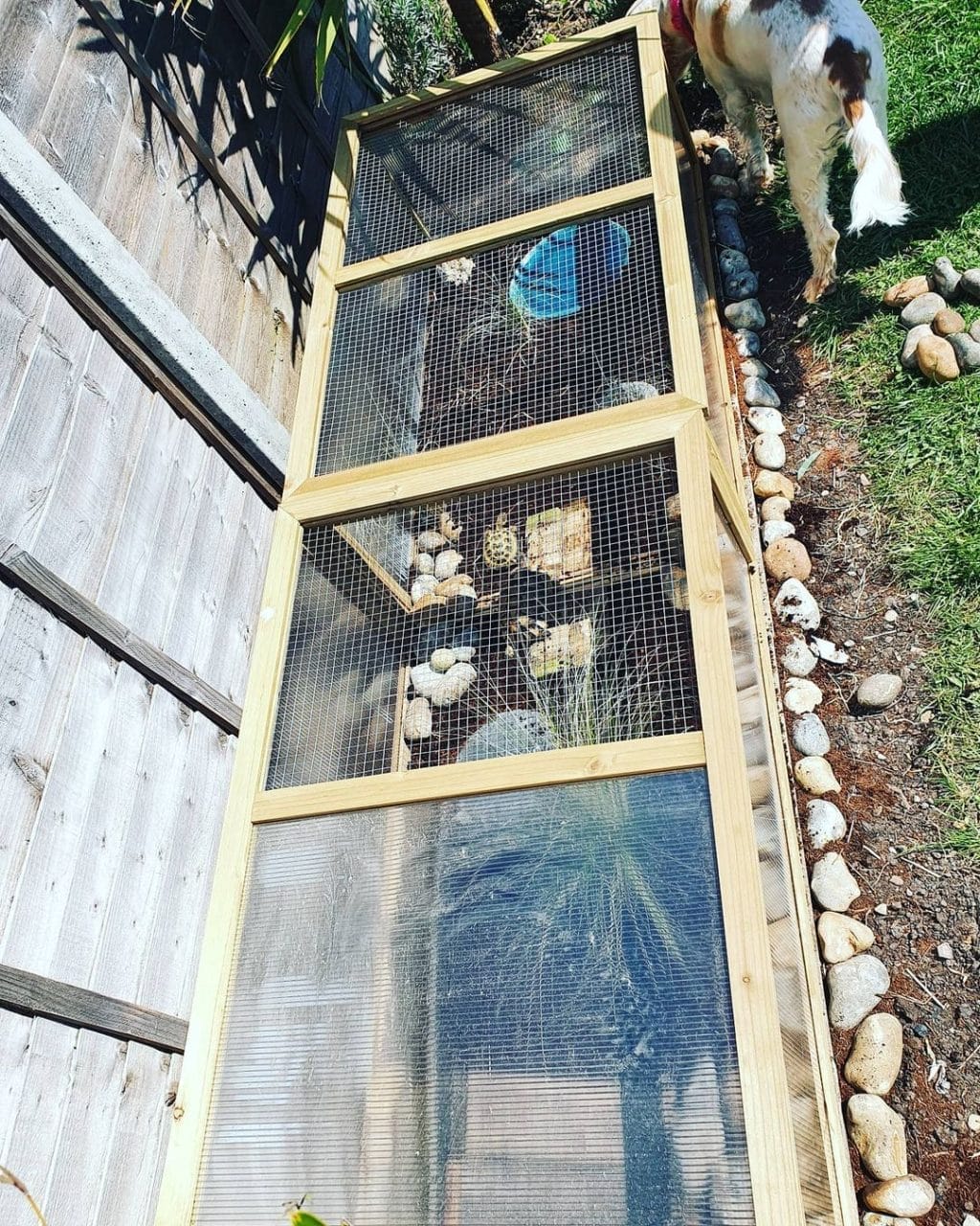 15 Genius Outdoor Tortoise Enclosure Ideas You Can Build in a Weekend ...