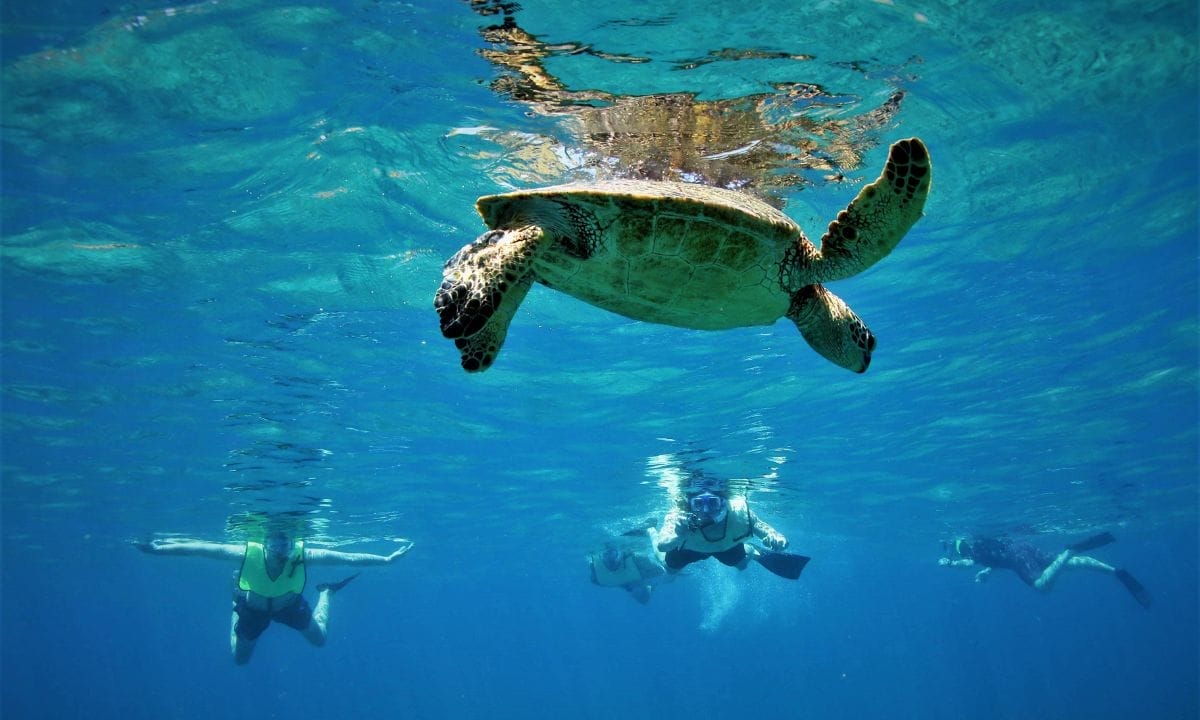 You Won’t Believe These Stunning Hotels Where Sea Turtles Swim Right to ...