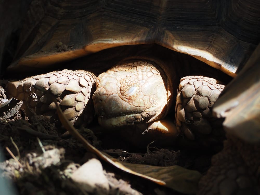 The 5 Longest-Living Tortoise Species and How They Age Gracefully – The ...