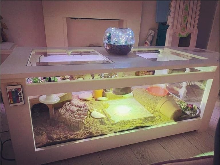 15 Indoor Tortoise Enclosures You’ll Want to Copy for Your Shelled ...