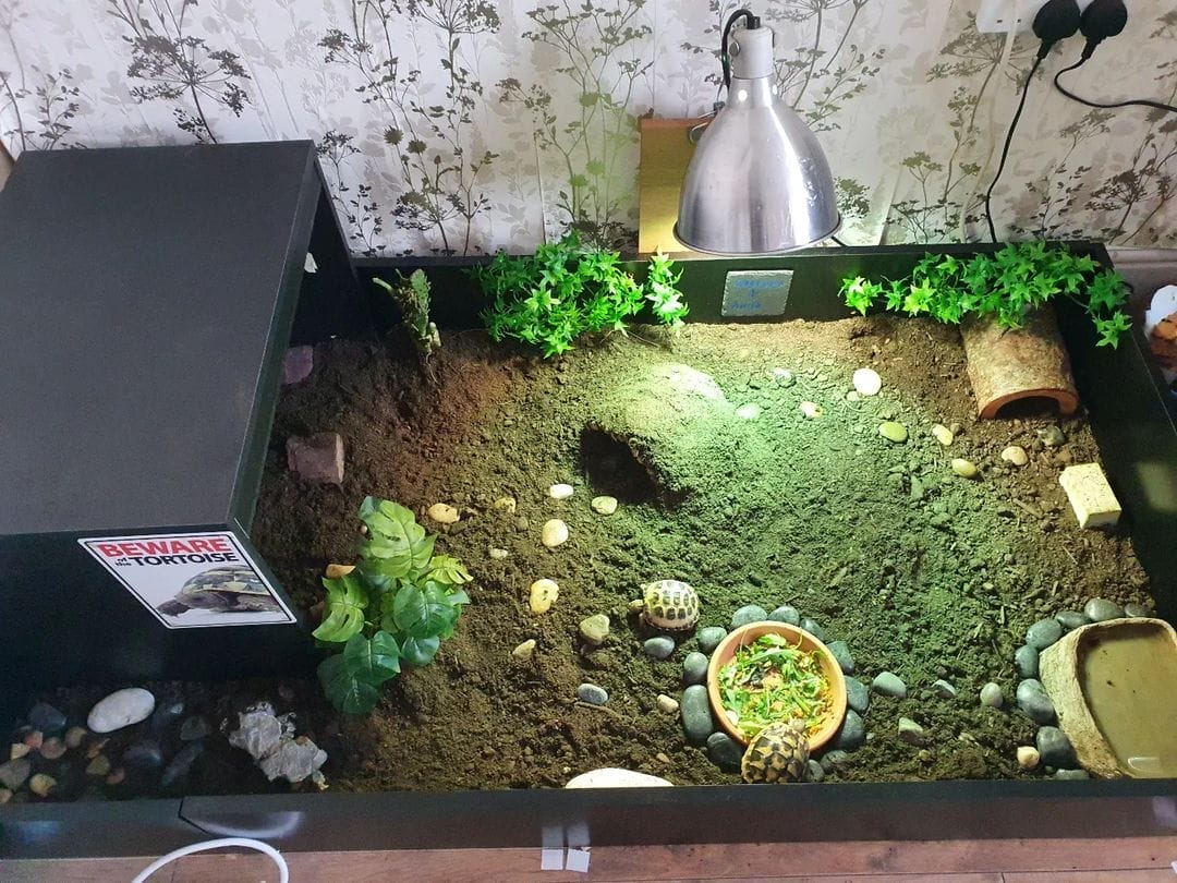 20 Indoor Tortoise Enclosures Ideas That Are Too Good To Ignore – The ...