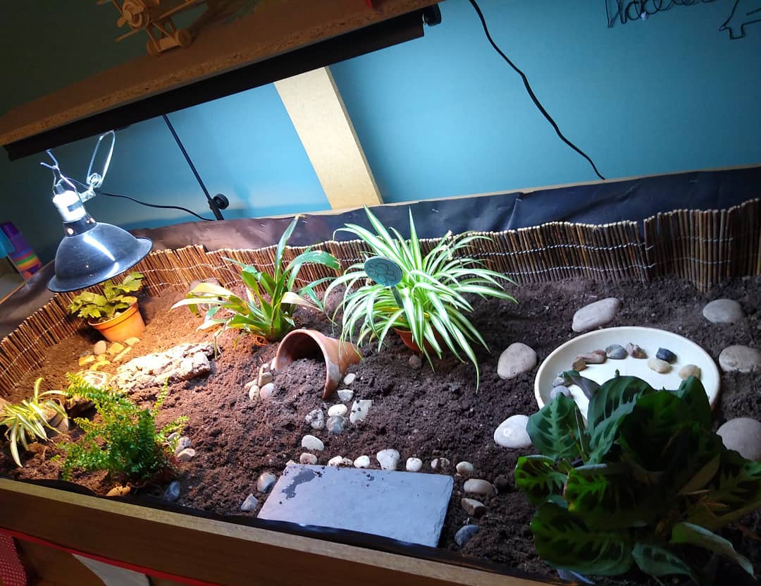 20 Indoor Tortoise Enclosures Ideas That Are Too Good To Ignore – The ...