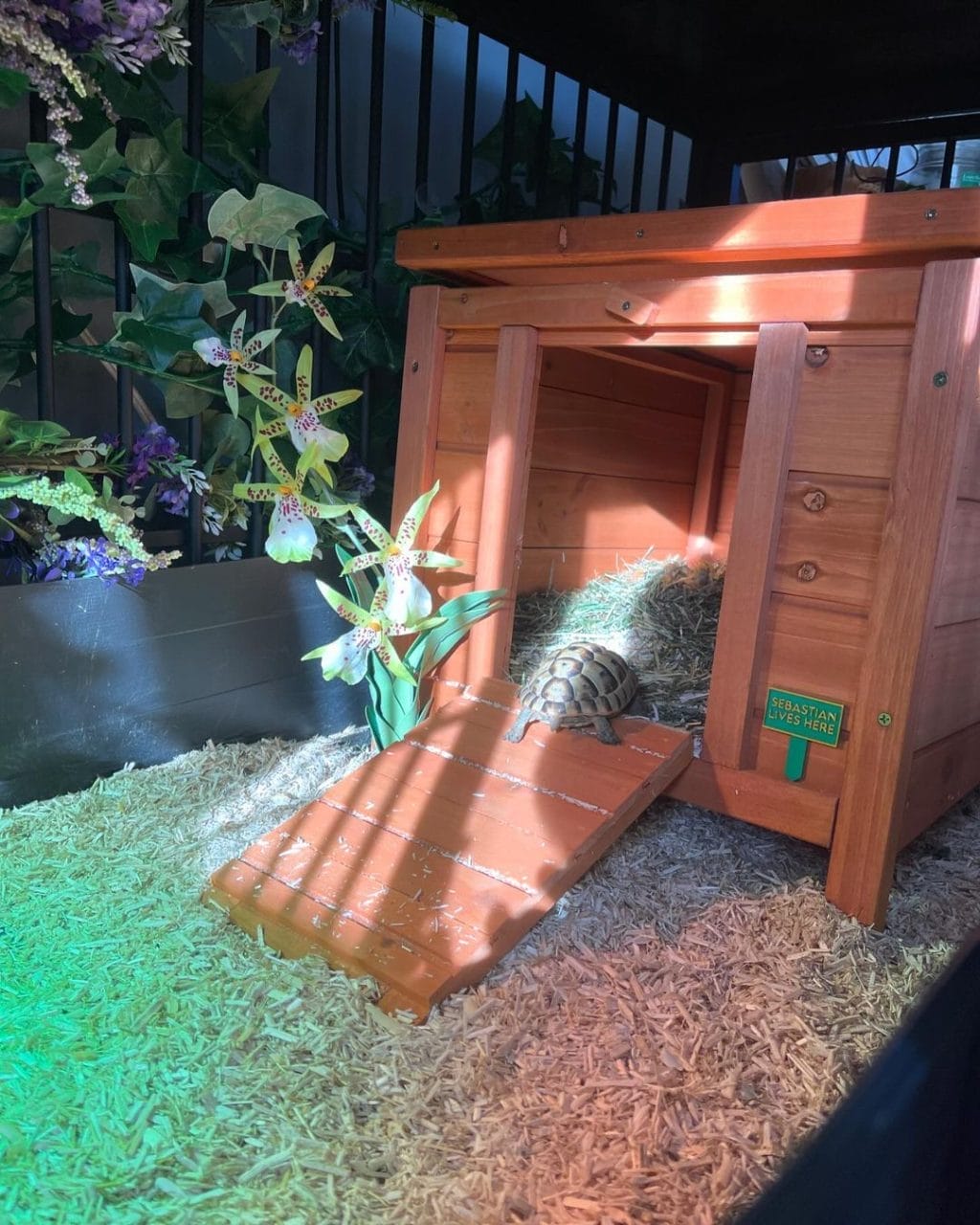 20 Indoor Tortoise Enclosures Ideas That Are Too Good To Ignore – The ...