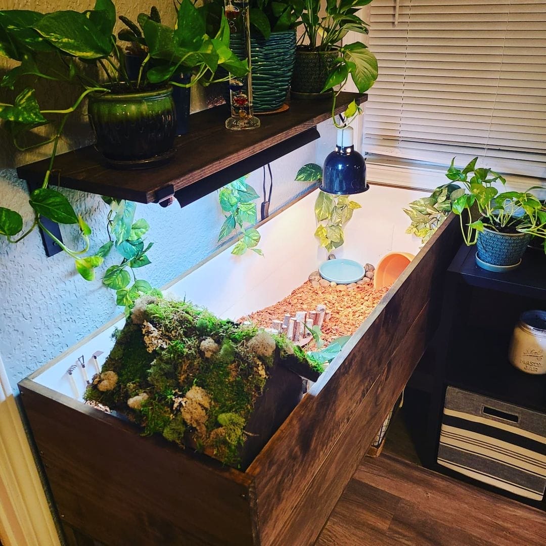 10 Genius Tortoise Table Ideas for a Happy, Healthy Pet – The Turtle Hub