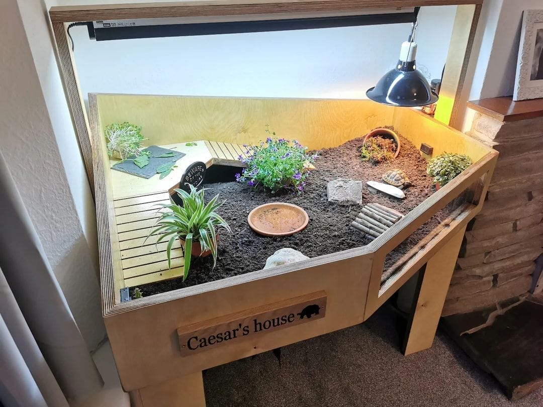 10 Genius Tortoise Table Ideas for a Happy, Healthy Pet – The Turtle Hub