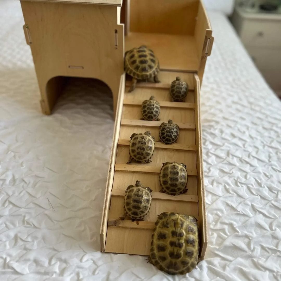 10 Genius Tortoise Table Ideas for a Happy, Healthy Pet – The Turtle Hub