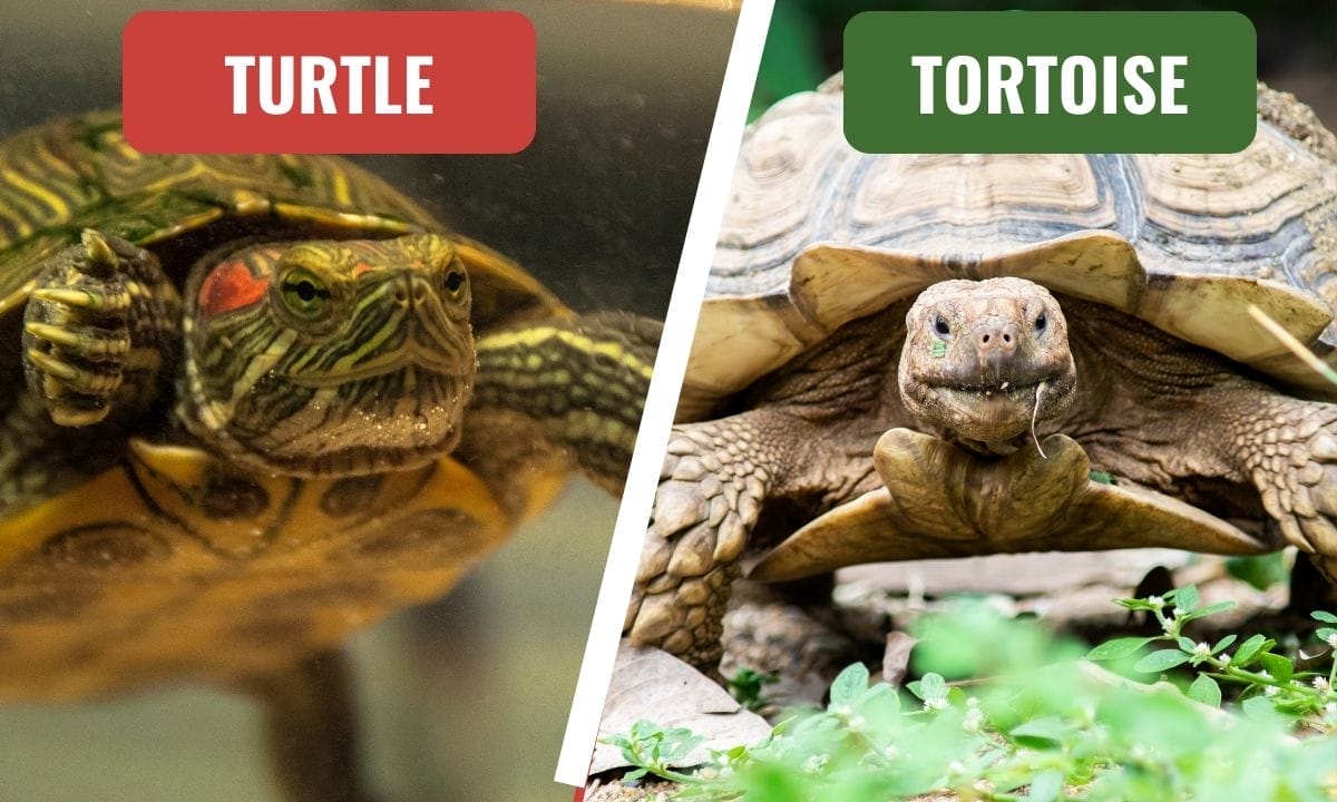 Turtles vs. Tortoises: Which is Better for Your Home? – The Turtle Hub