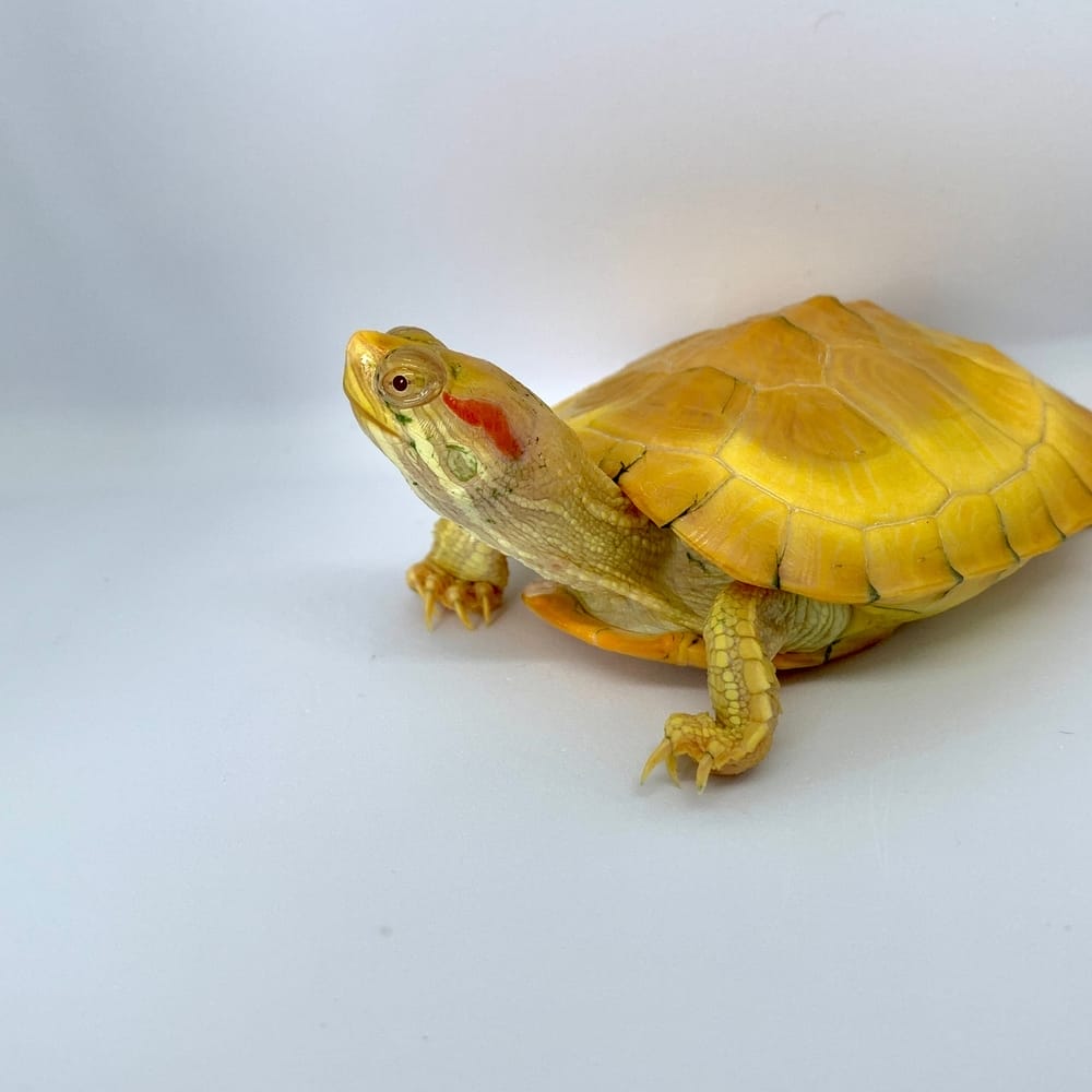 Albino Red-Eared Slider 101: Essential Care Tips for Rare Turtle Owners ...