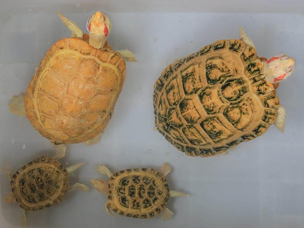 Albino Red-Eared Slider 101: Essential Care Tips for Rare Turtle Owners ...