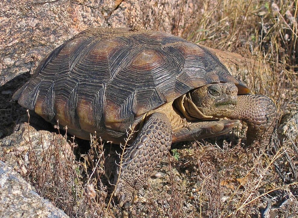 Gopherus morafkai (Sonoran Desert Tortoise) – The Turtle Hub