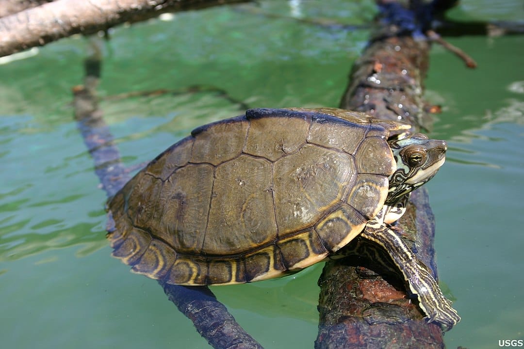 Build a Turtle Habitat Using Recycled and Upcycled Materials – The ...