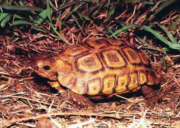 Kinixys natalensis (Natal Hinge-back Tortoise) – The Turtle Hub