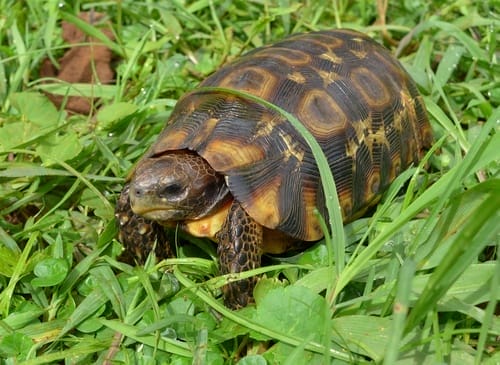 Kinixys belliana (Bell’s Hinge-back Tortoise) – The Turtle Hub