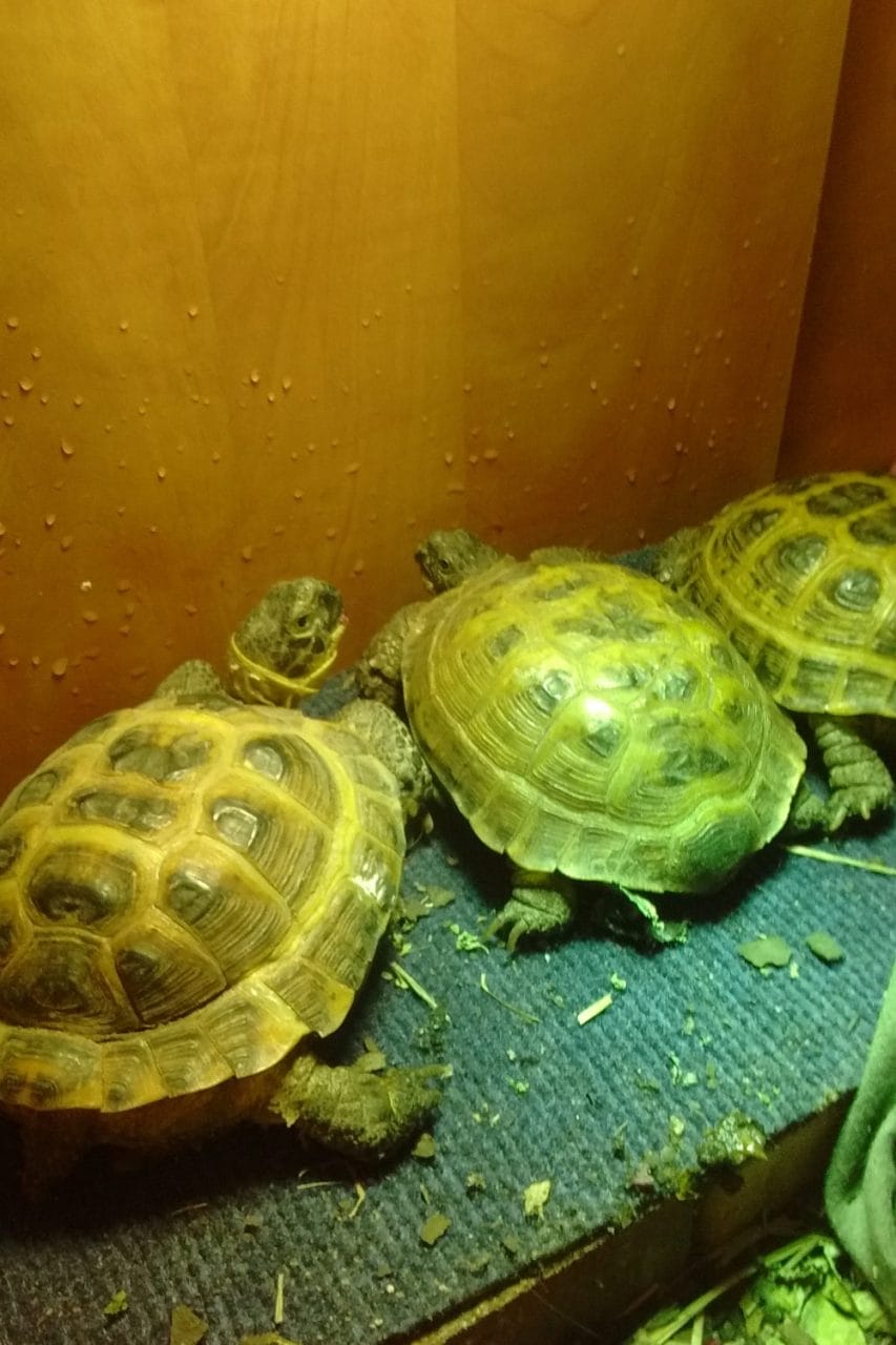 The Ultimate Russian Tortoise Care Guide: Secrets Every Owner Should ...