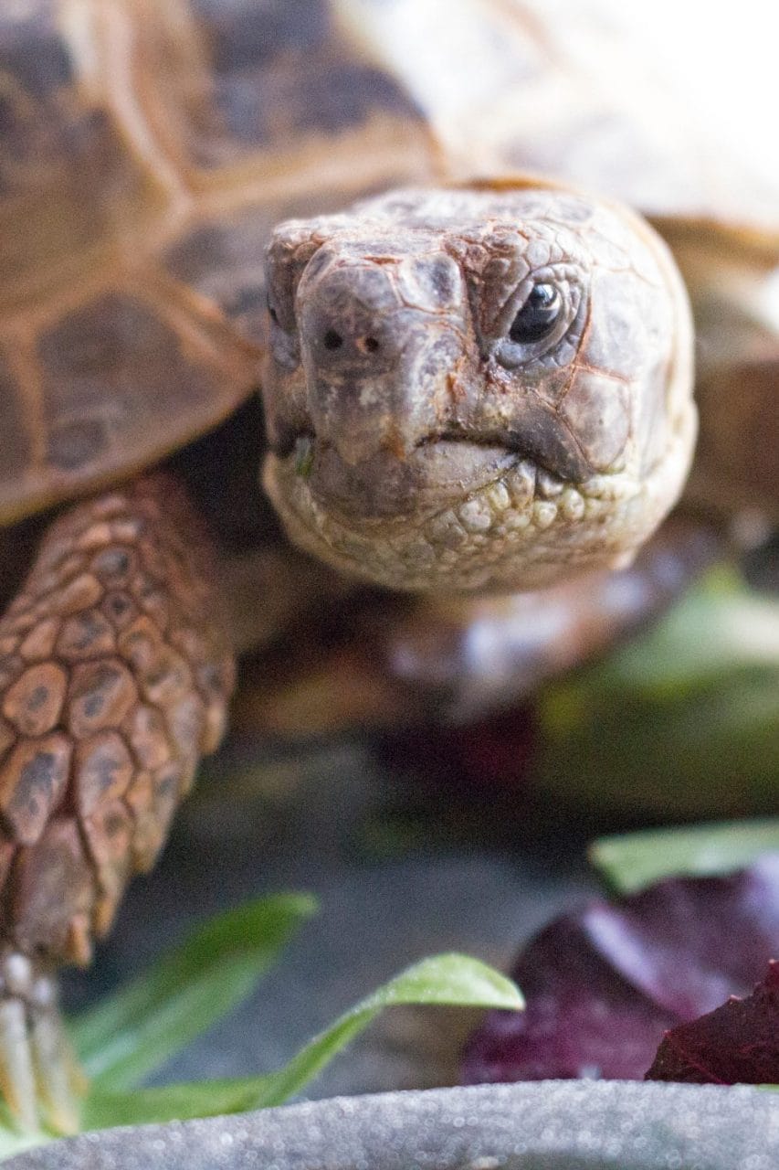 The Ultimate Russian Tortoise Care Guide: Secrets Every Owner Should ...