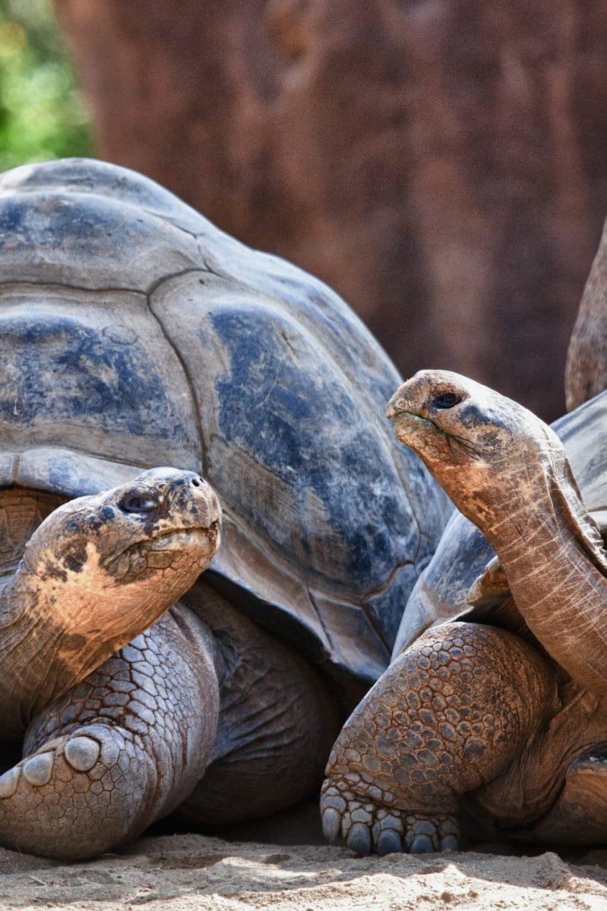 5 Colossal Tortoise Species You Need to See to Believe – The Turtle Hub