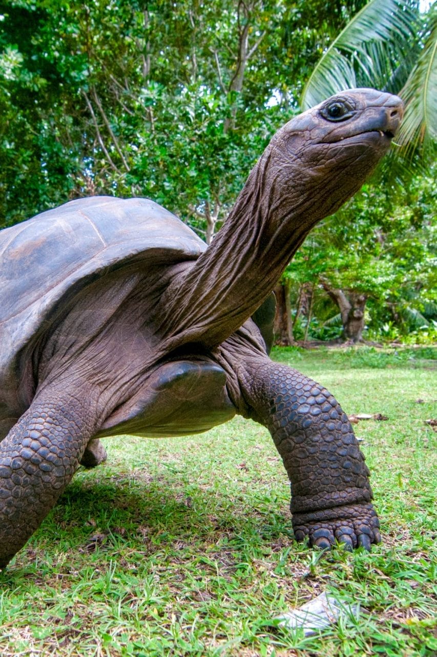 5 Colossal Tortoise Species You Need to See to Believe – The Turtle Hub