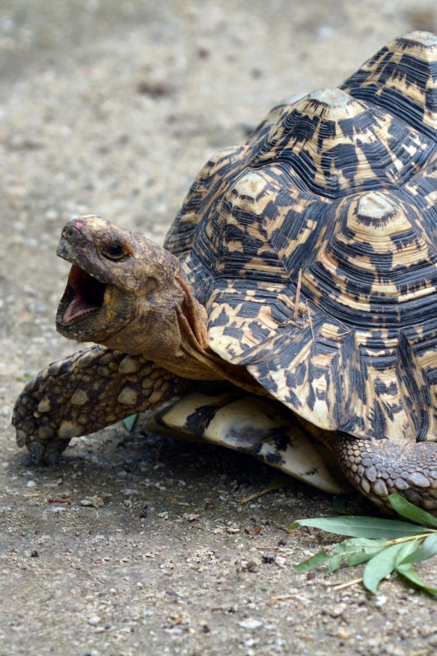 The 5 Longest-Living Tortoise Species and How They Age Gracefully – The ...