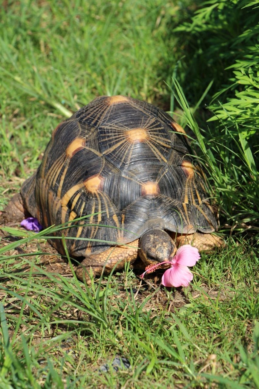 8 Tortoise Shell Types That Prove Nature Doesn’t Do Boring – The Turtle Hub