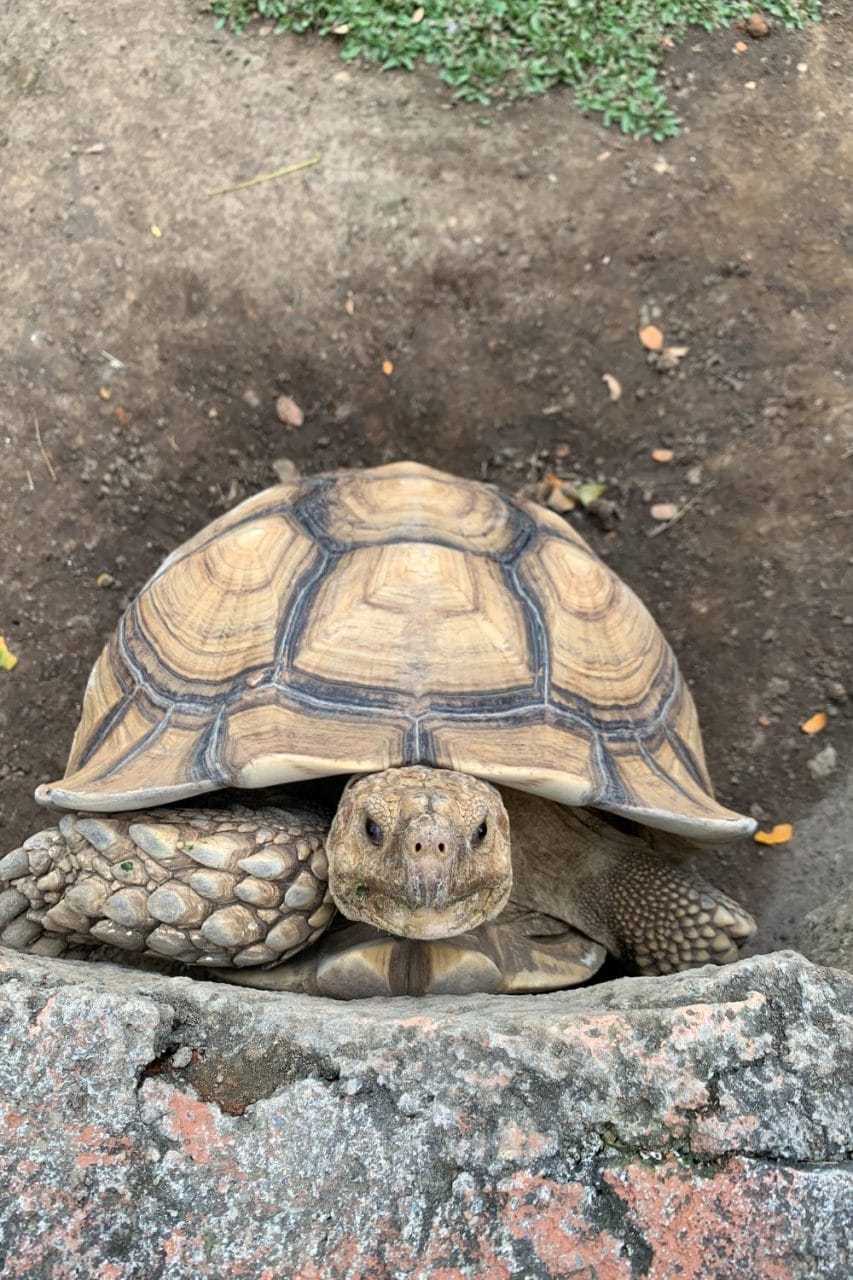 8 Tortoise Shell Types That Prove Nature Doesn’t Do Boring – The Turtle Hub