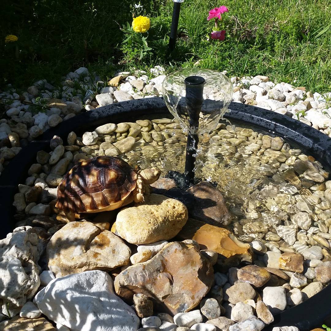 8 Amazing Tortoise Shell Types That Reveal Nature’s Creativity – The ...