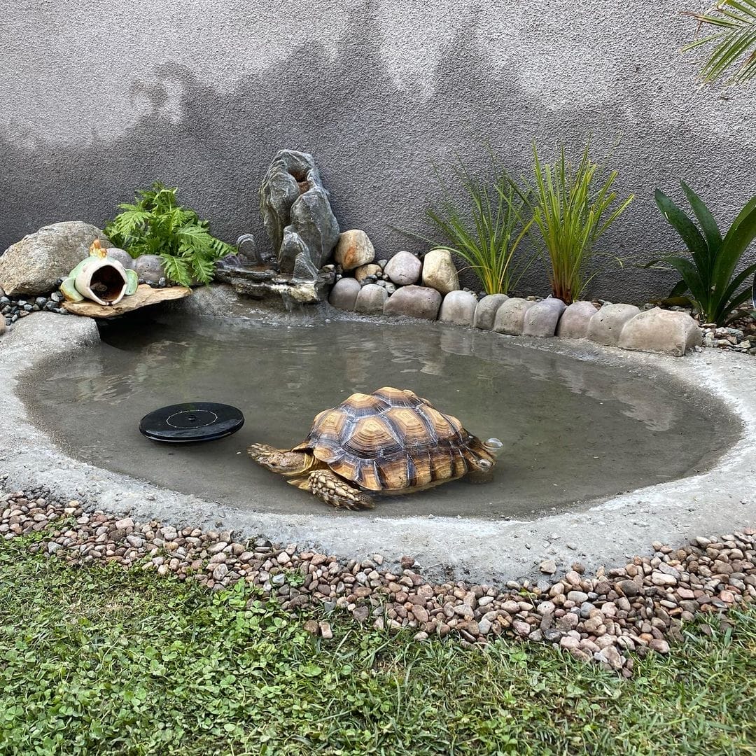 How to Build the Ultimate Outdoor Tortoise Habitat with a Gorgeous Pond ...